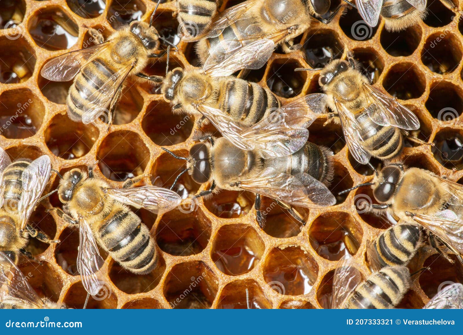 Big Drone Bees Male Honey Bee and Bee Workers Stock Image - Image of ...