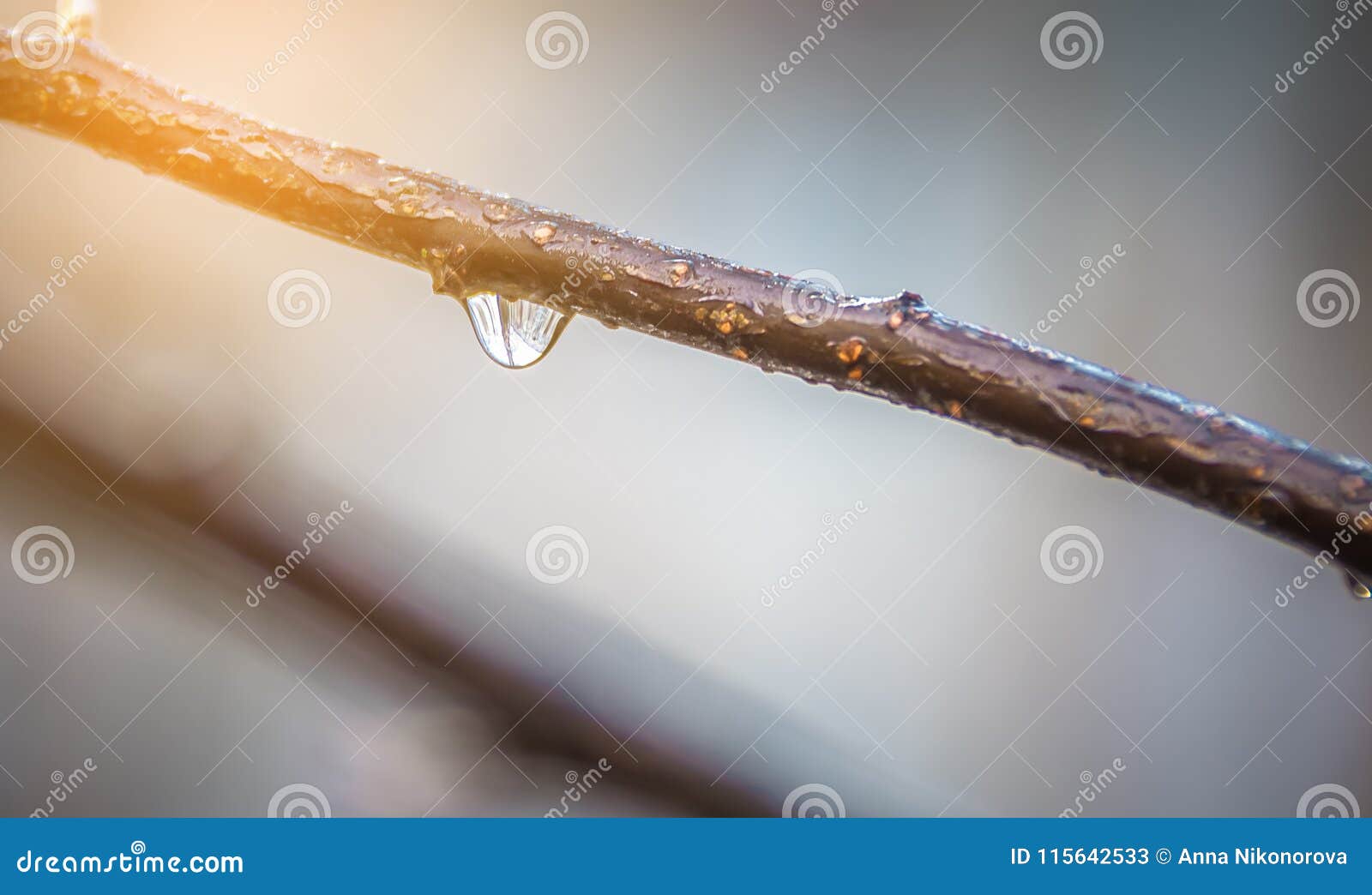 Big Drop on the Branch after the Rain. Macro Stock Image - Image of ...