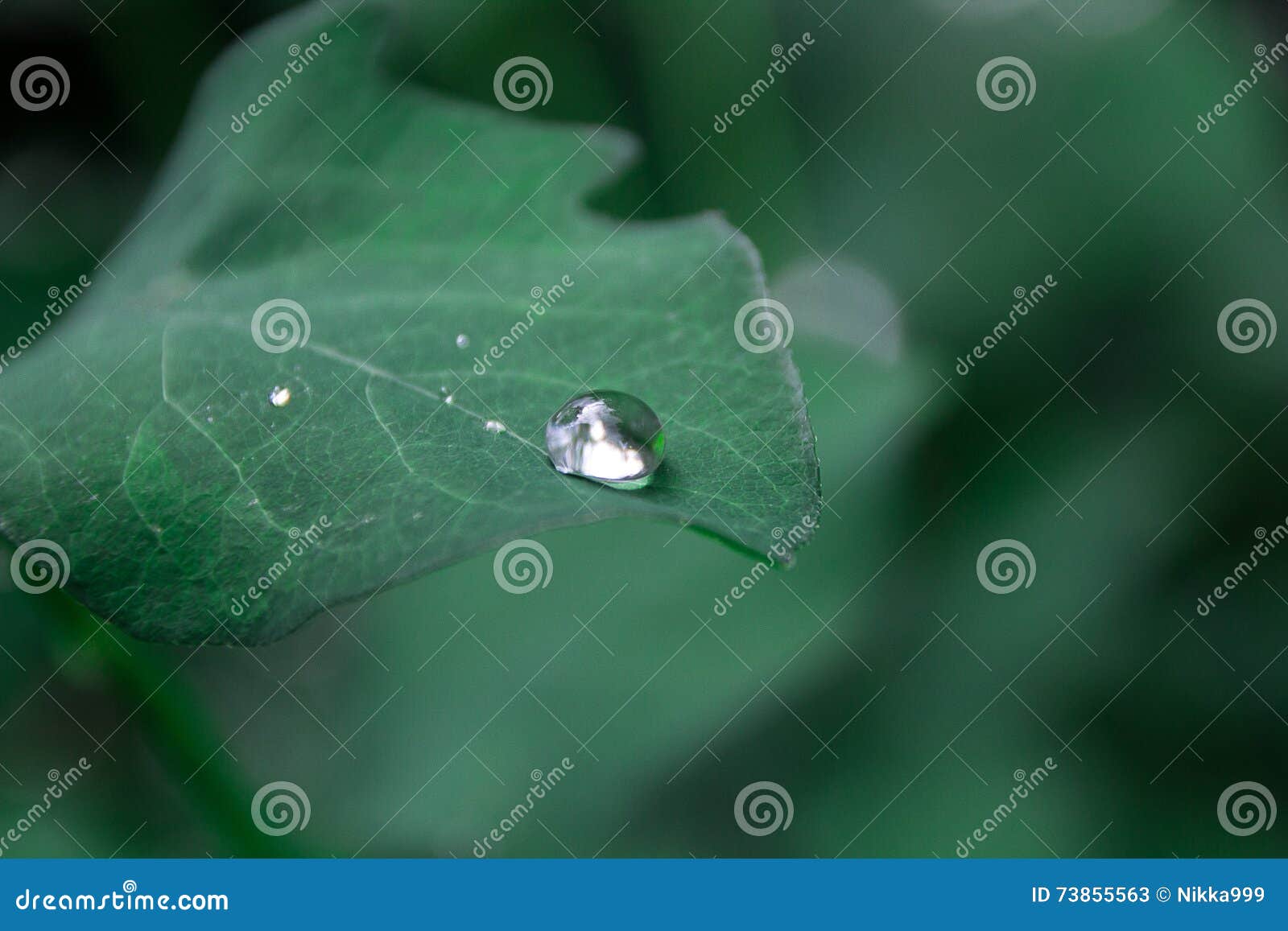 Big Drop on the Leaf, Close-up Stock Image - Image of natural, depth ...