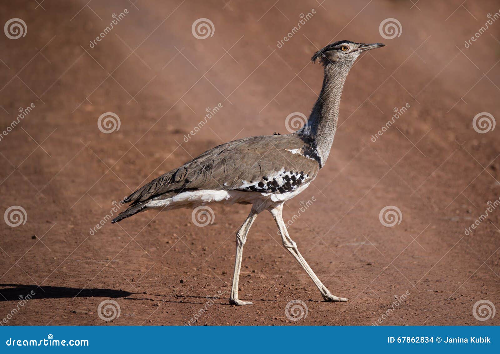 Big Drop on Red African Road Stock Photo - Image of serengeti, savannah ...
