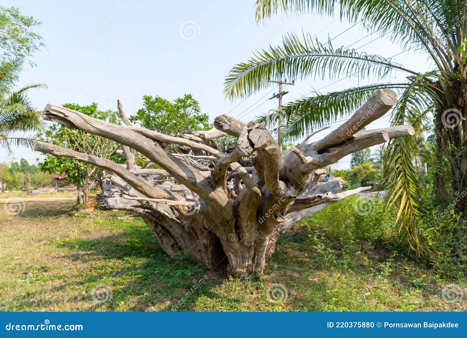Big dry dead tree root stock photo. Image of wood, huge - 220375880