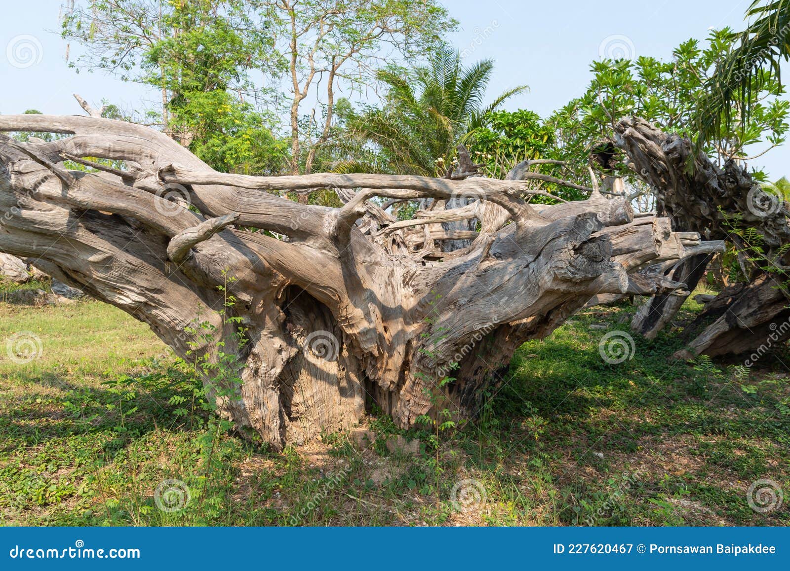 Big dry dead tree root, stock image. Image of branch - 227620467