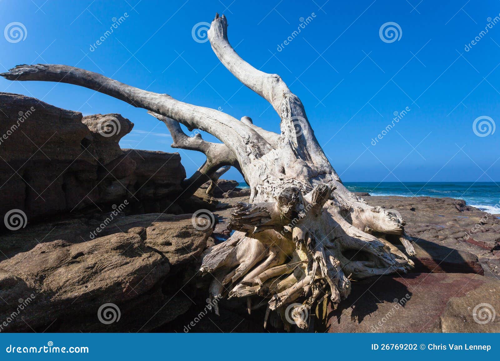 Big Dry Tree Rocks Storm Ocean Stock Photo - Image of energy, branches ...
