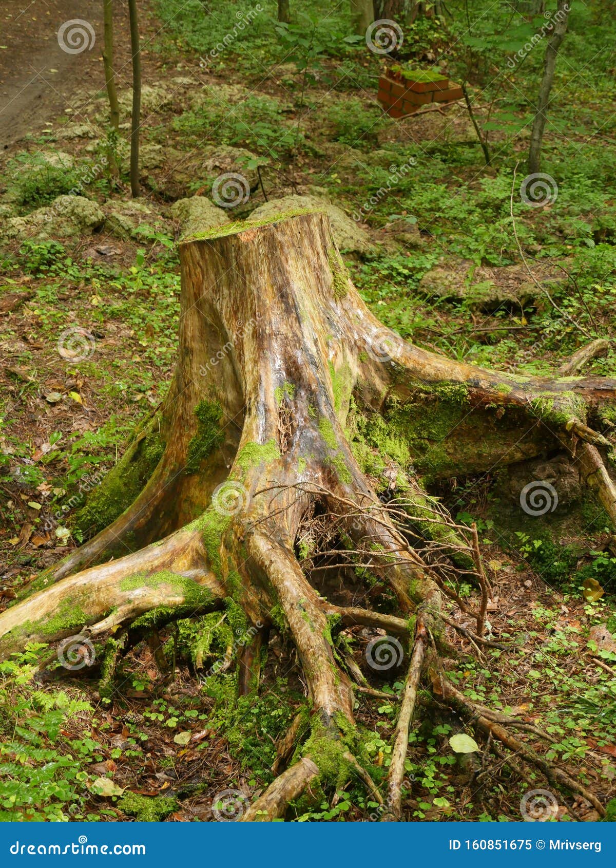 Big dry tree stump stock image. Image of tree, wood - 160851675