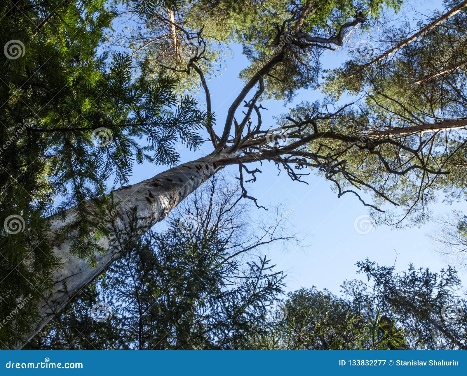 Big Dry Tree and Tree Tops on Blue Sky Background. Stock Image - Image ...
