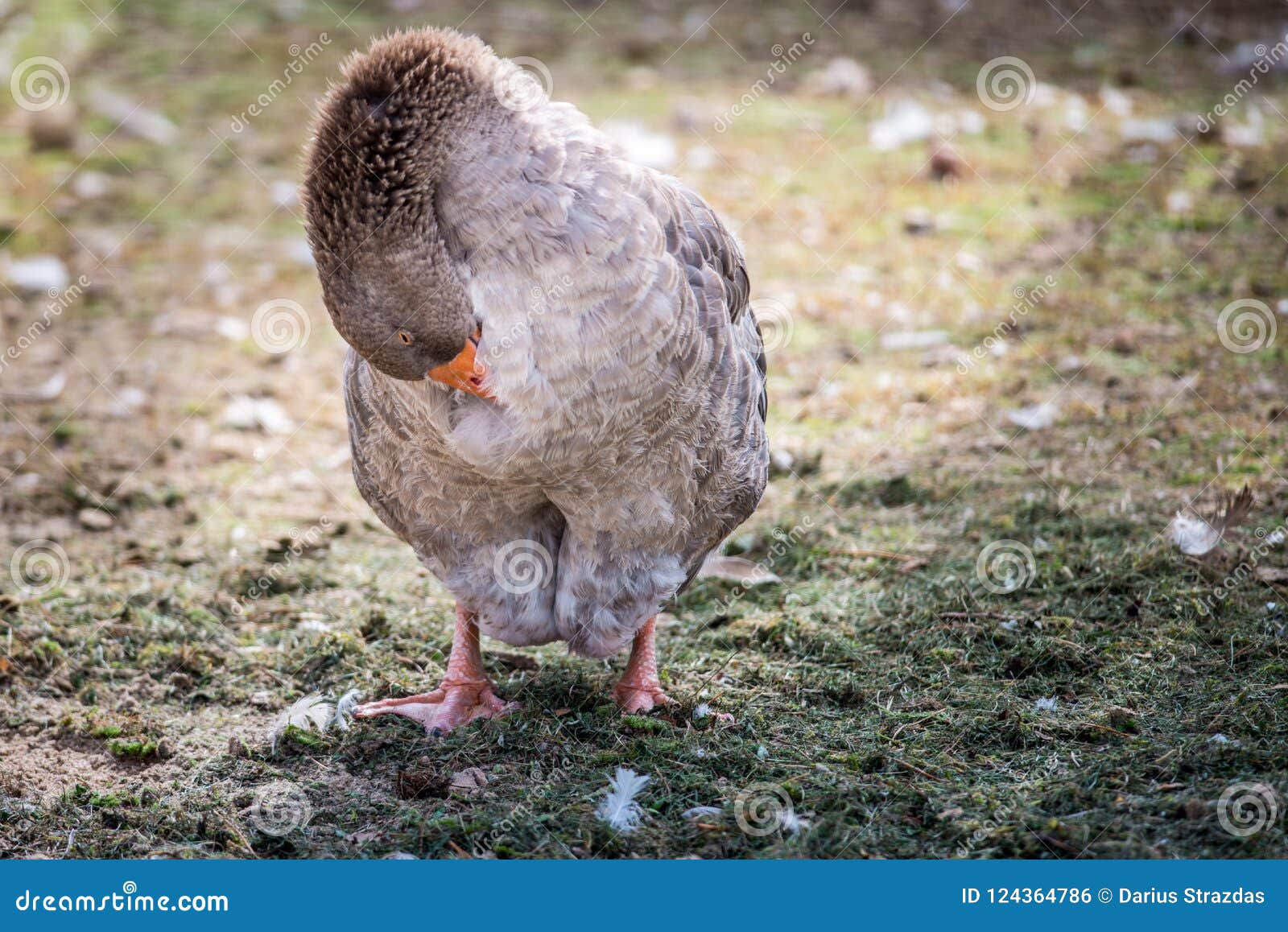 Big duck stock photo. Image of posing, duck, closeup - 124364786