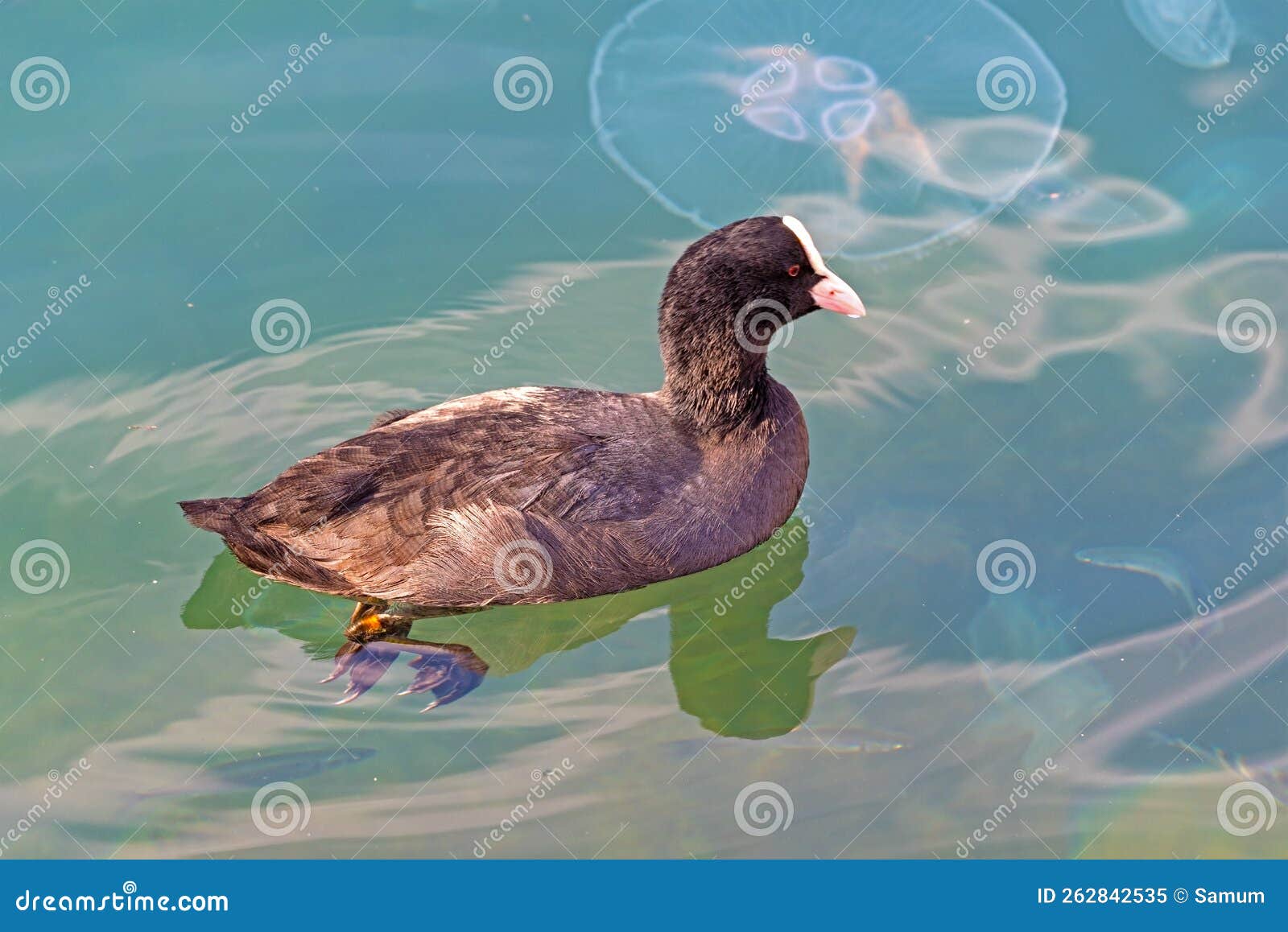 Duck float in water stock image. Image of river, bird - 262842535