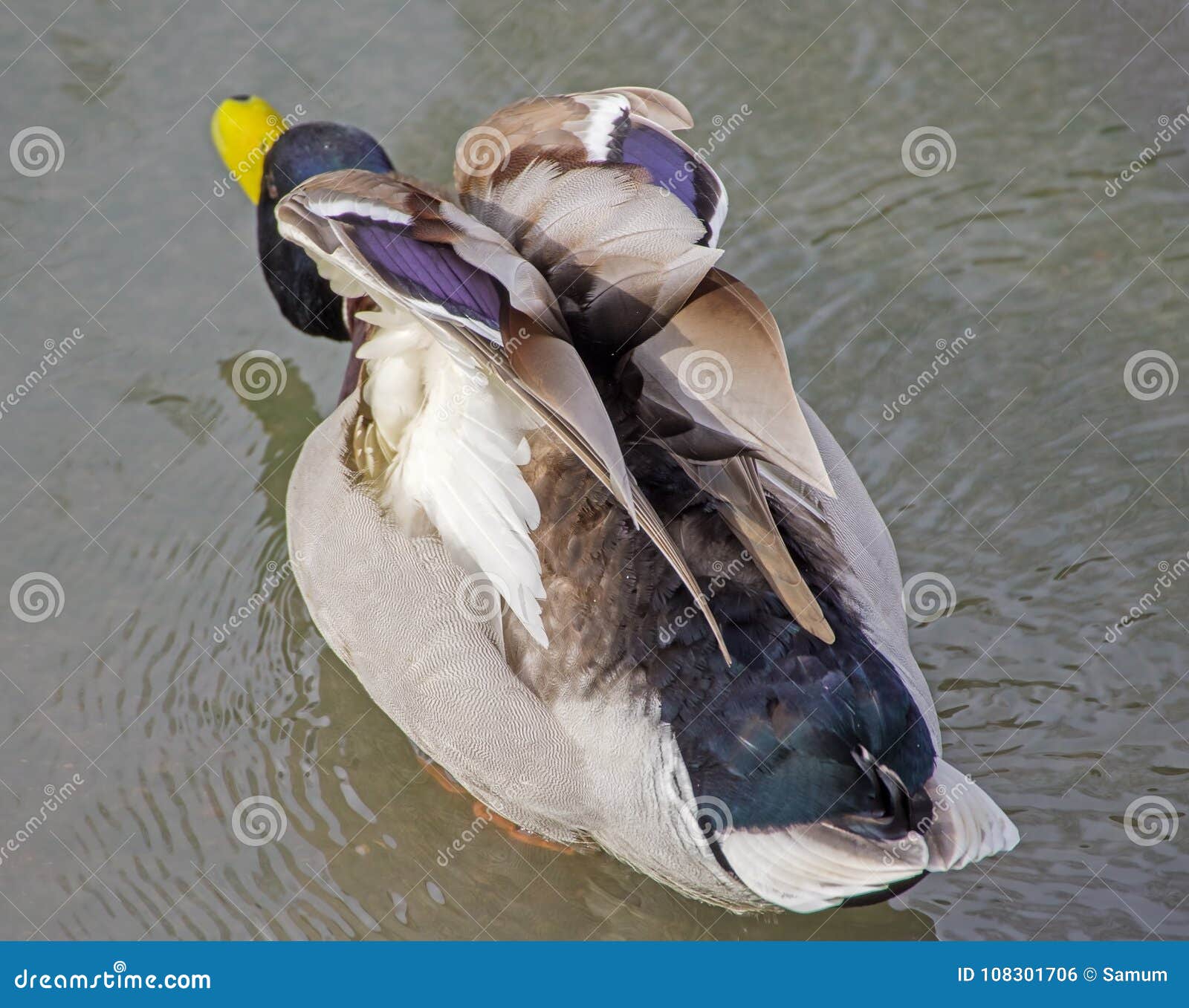 Ducks float in water stock photo. Image of beautiful - 108301706