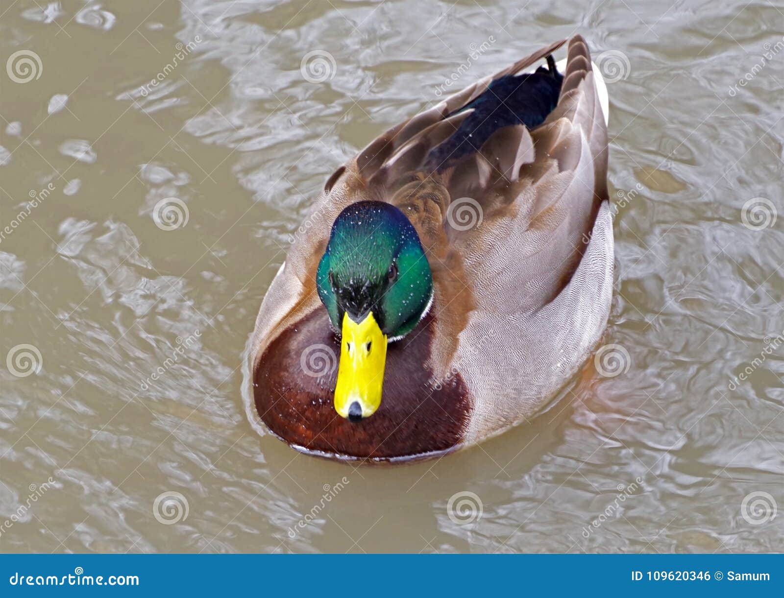 Ducks float in water stock photo. Image of background - 109620346