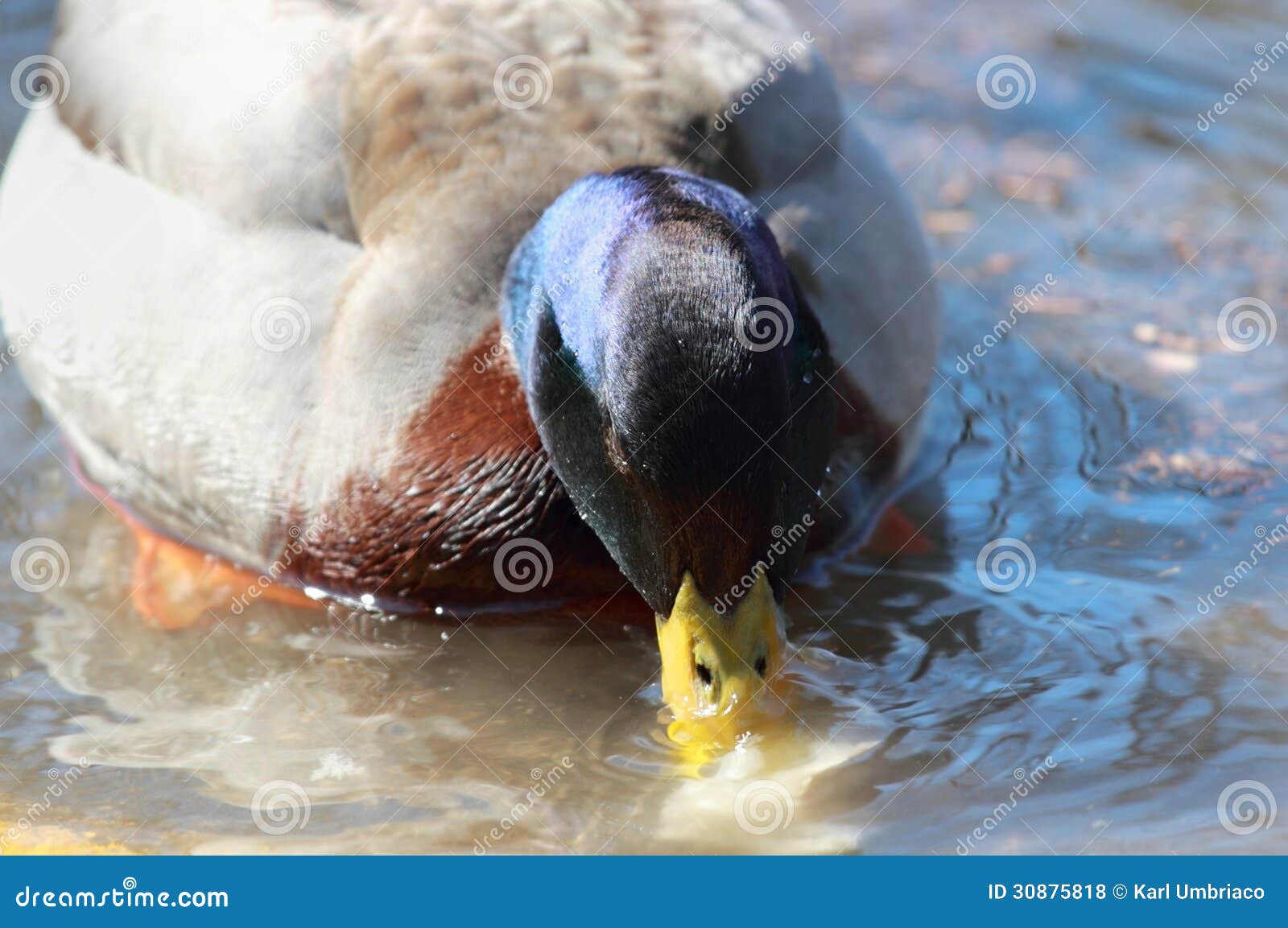 Big duck stock photo. Image of beauty, wildlife, lake - 30875818