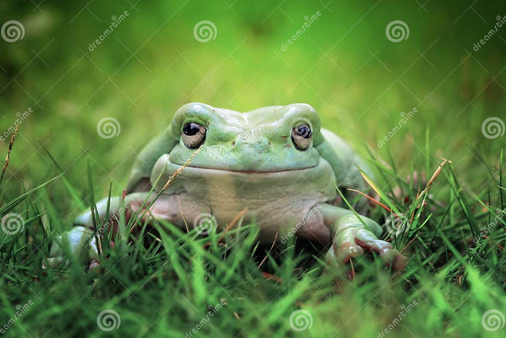 Tree Frog, Dumpy Frog, Big Frog, Green Frog Stock Photo - Image of ...