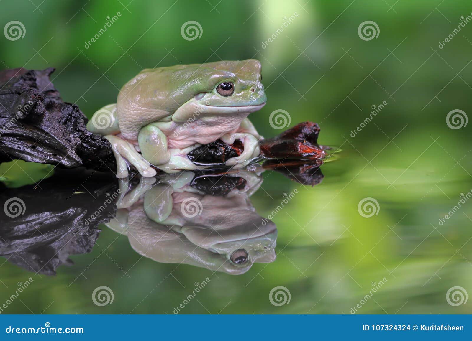 Tree Fog, Frogs, Dumpy Frog Stock Photo - Image of night, branch: 107324324