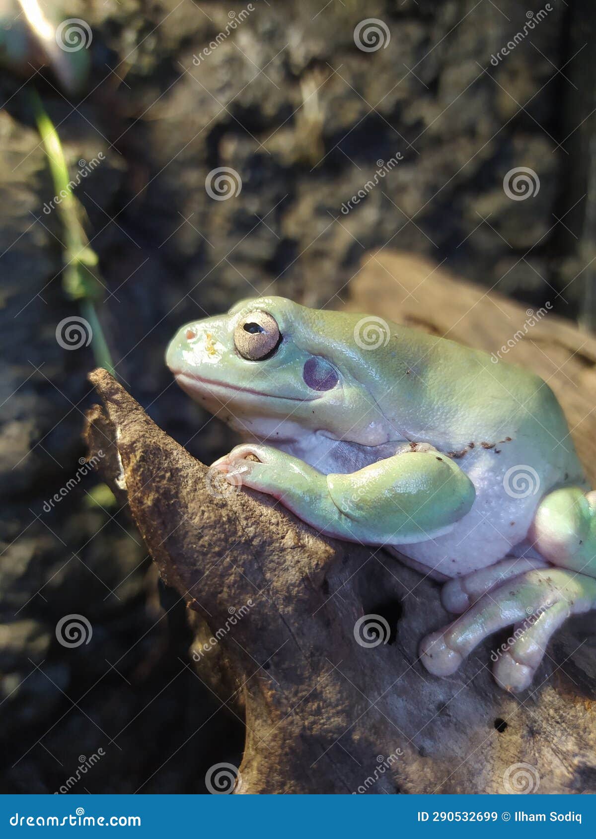Dumpy Frog, Tree Frog, Papua Green Tree Frog Royalty-Free Stock ...