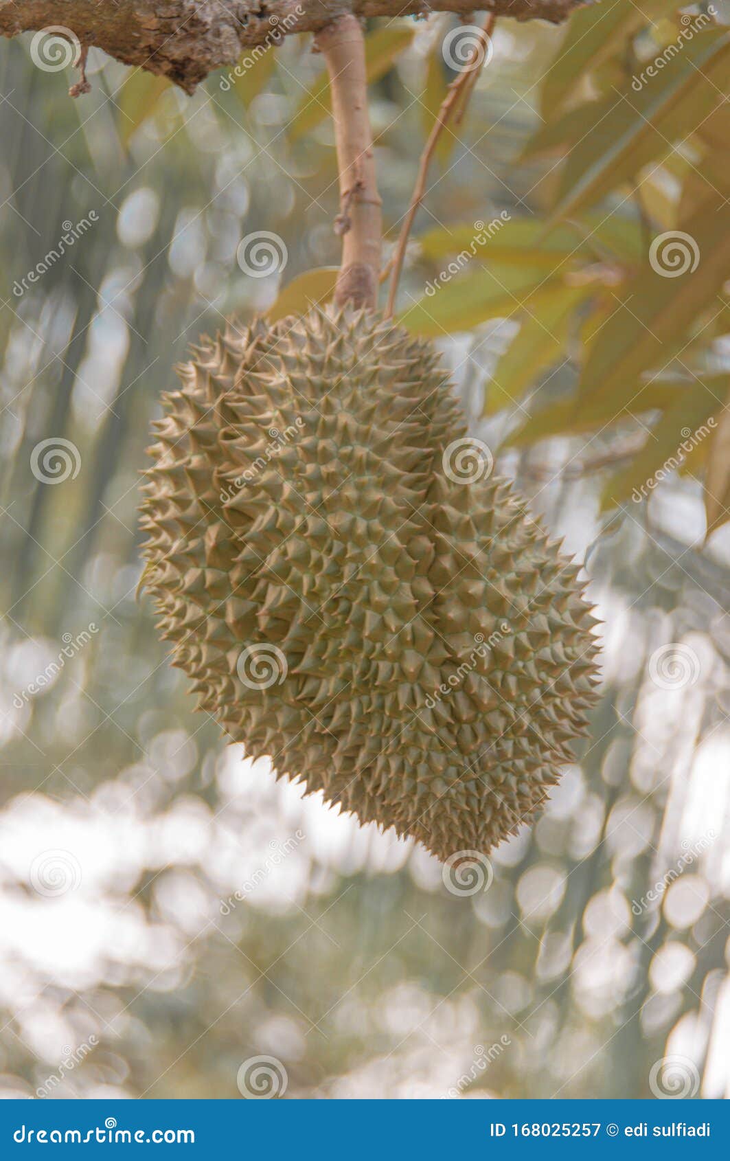 The big durian fruit stock image. Image of plant, botani - 168025257