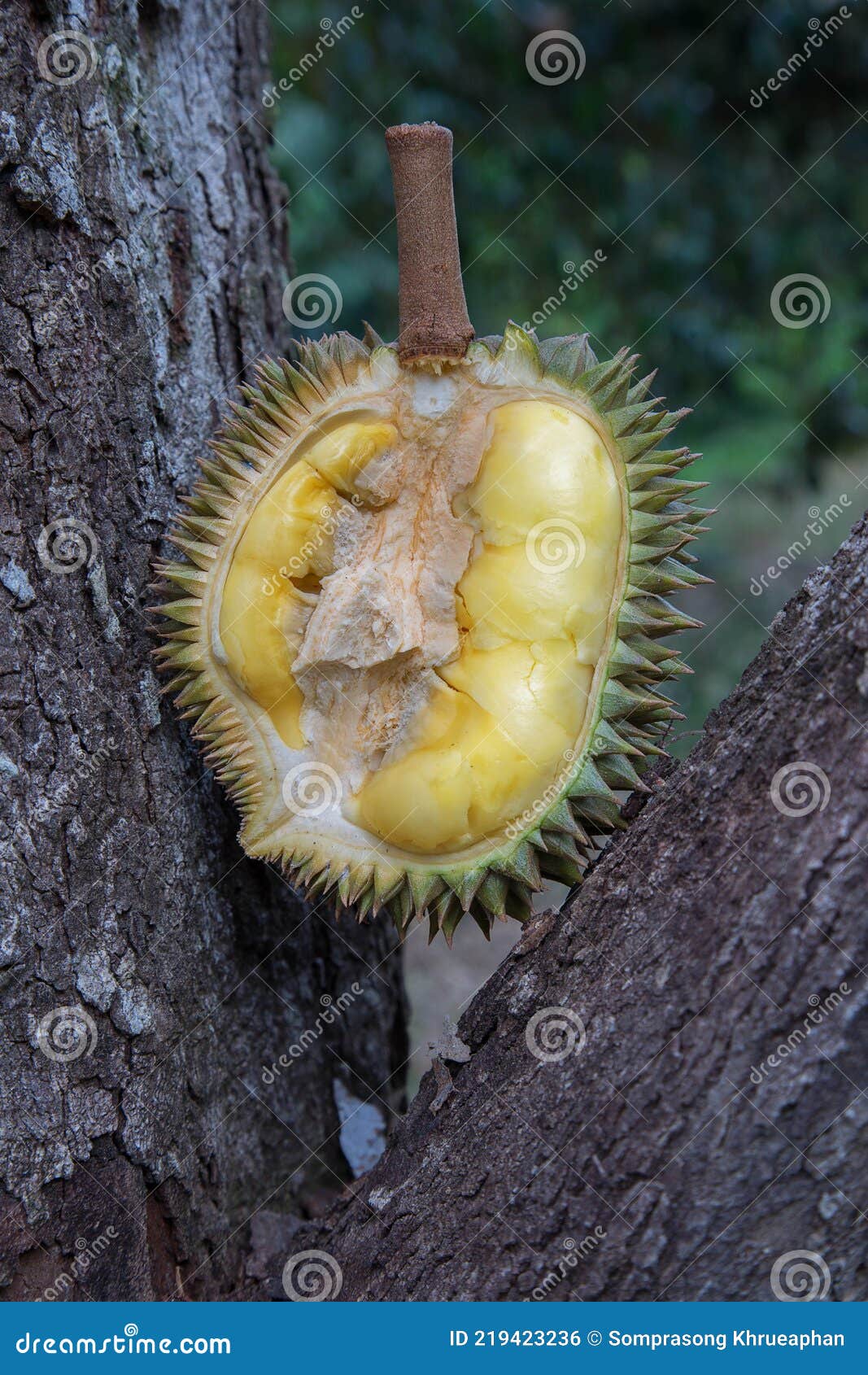 Big Durian in the Garden Fresh Fruit of the King Thailandn Stock Photo ...