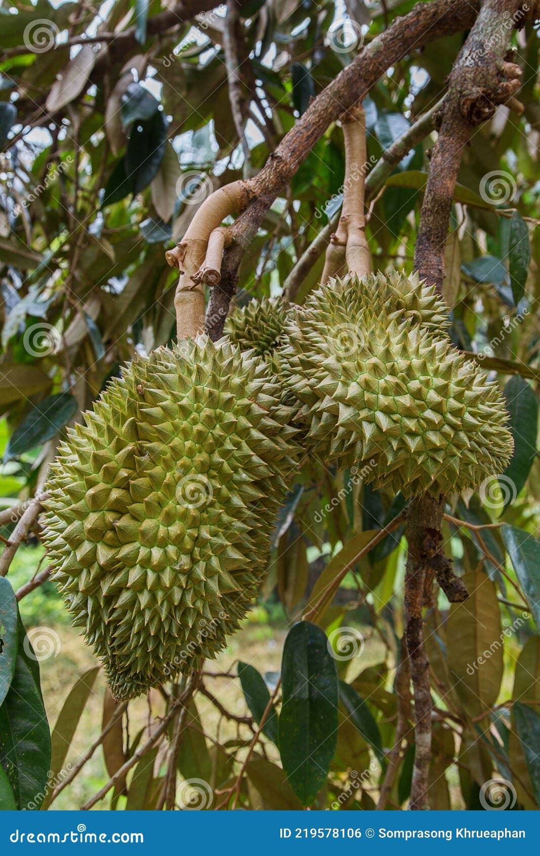 Big Durian in the Garden Fresh Fruit of the King Thailand Stock Photo ...
