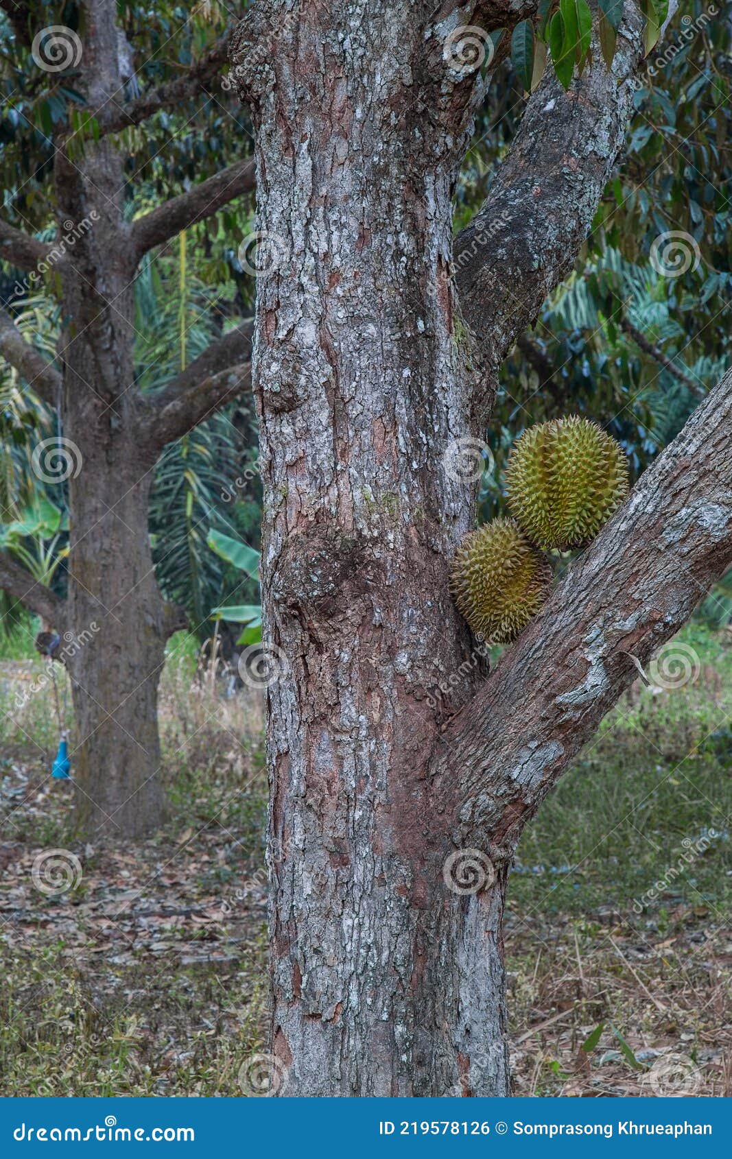 Big Durian in the Garden Fresh Fruit of the King Thailand Stock Photo ...