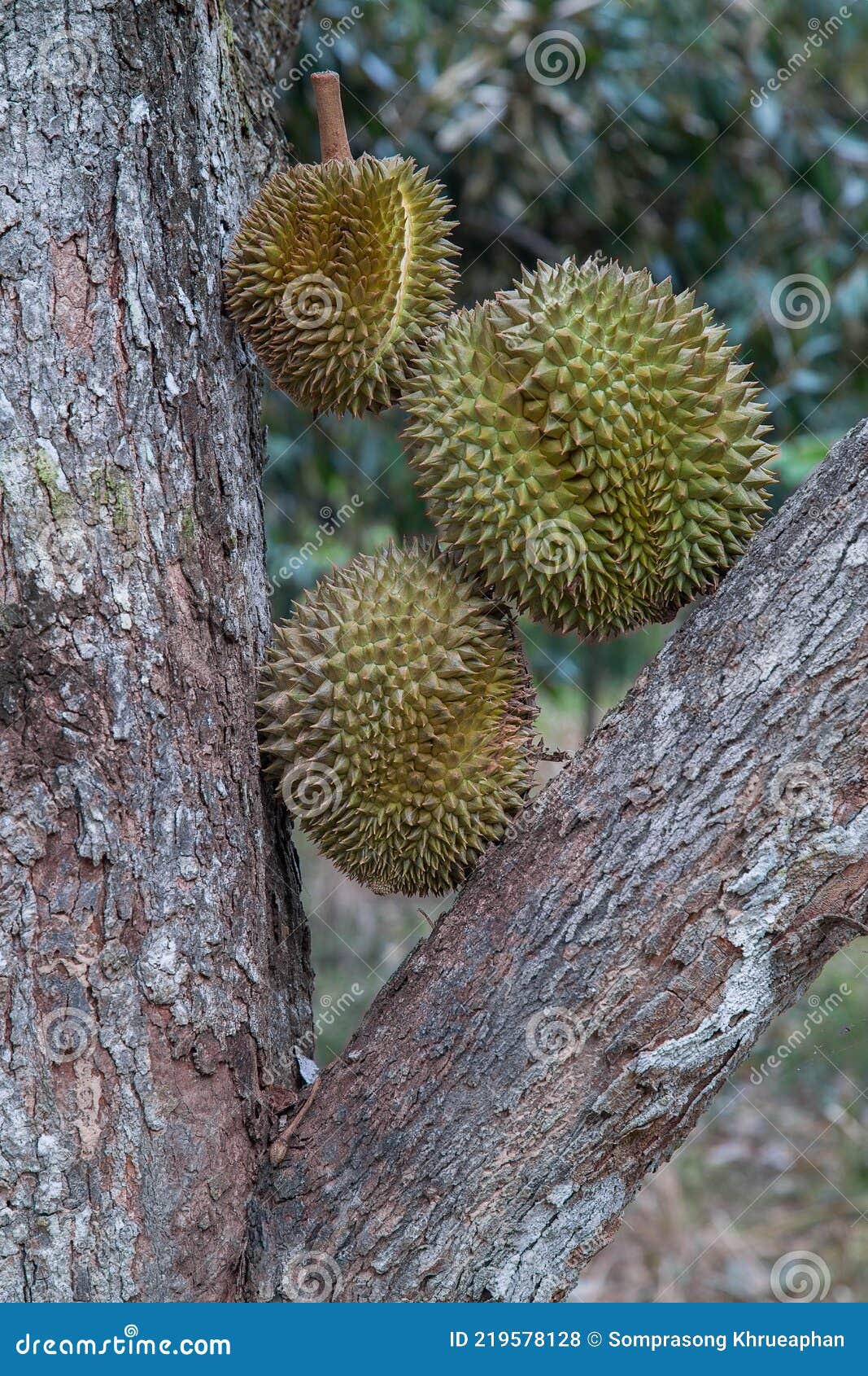 Big Durian in the Garden Fresh Fruit of the King Thailand Stock Photo ...