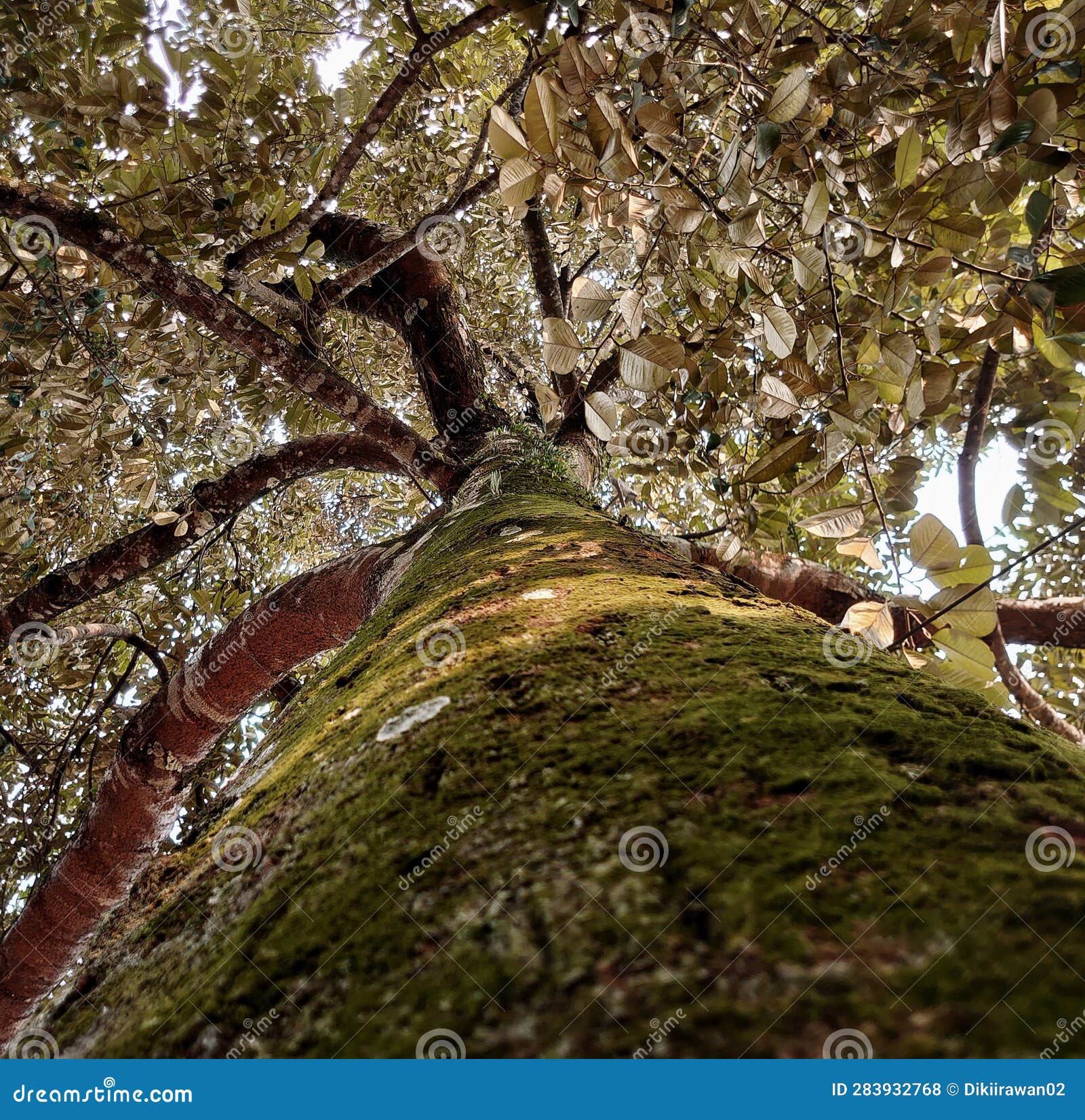 Big Durian Tree in the Forest Stock Photo - Image of durian, tree ...