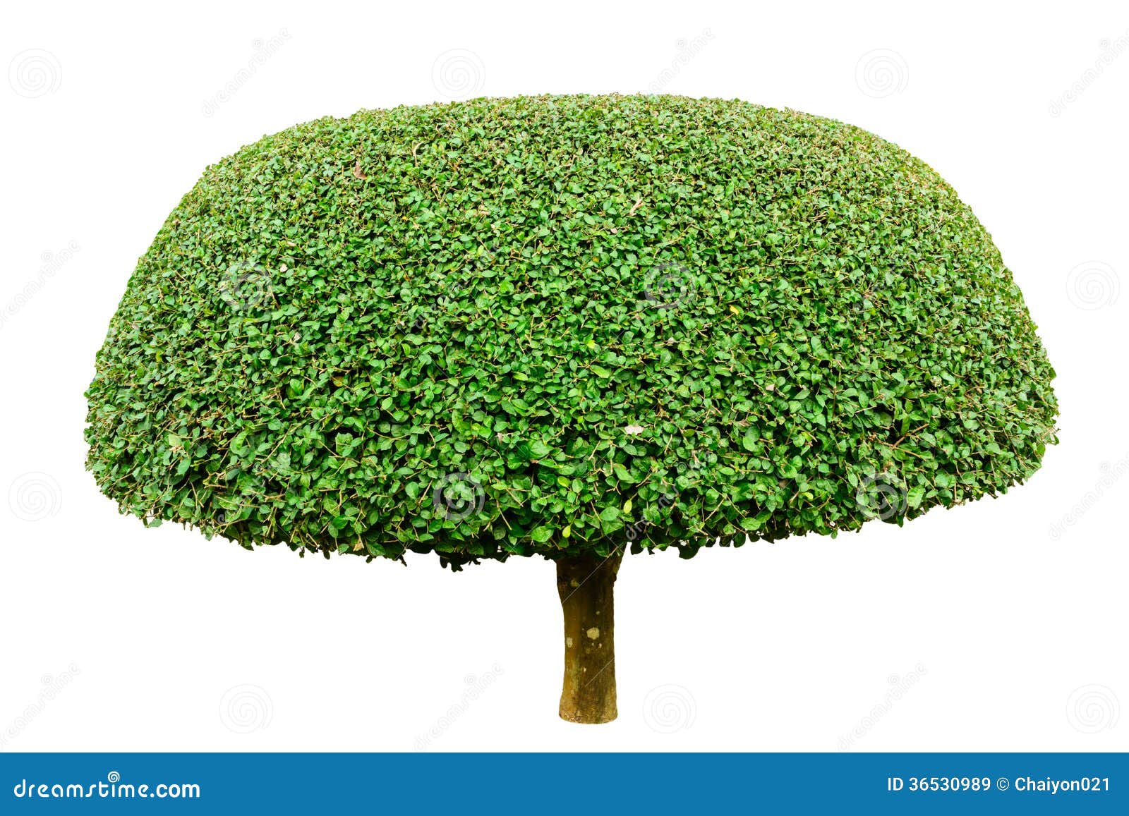 Dwarf Tree Isolated On White Background. Ebony Popular As A Ornamental ...