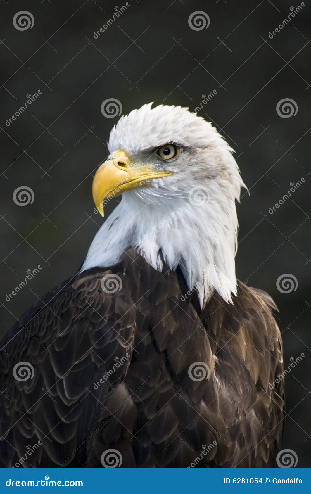 Big eagle stock photo. Image of outdoor, peace, american - 6281054