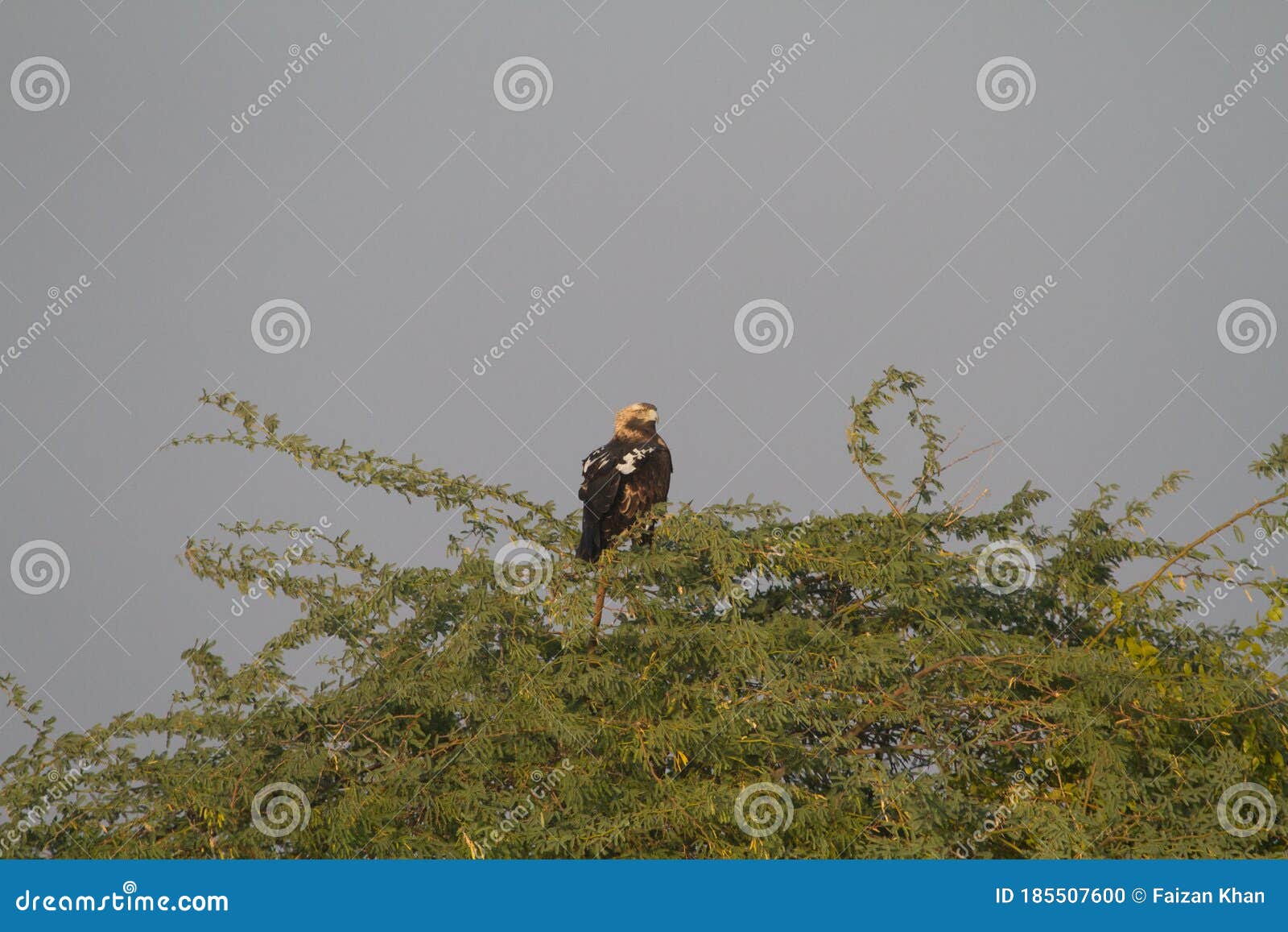 Babool Tree, Known As Gum Arabic Tree, Babul, Thorn Mimosa, Vachellia ...