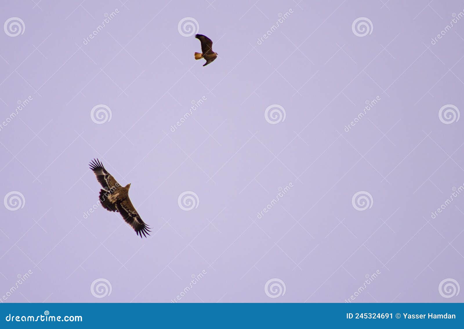 Hawks chase in the sky stock image. Image of hawks, beak - 245324691