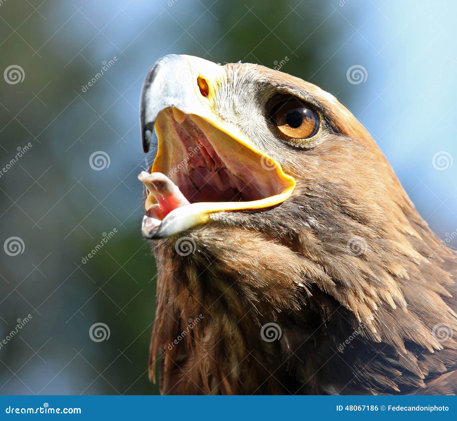 Big Eagle with Open Beak and Eyes Wide-open Stock Photo - Image of ...