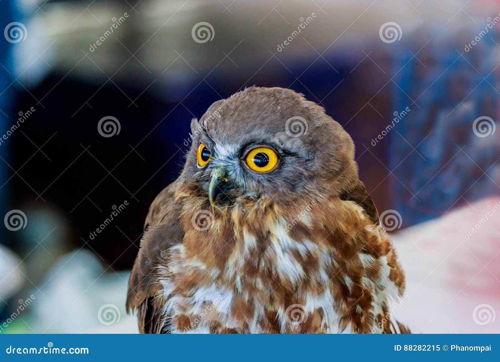 Big Eagle Owl Bird Head in Closeup. Stock Image - Image of feathers ...