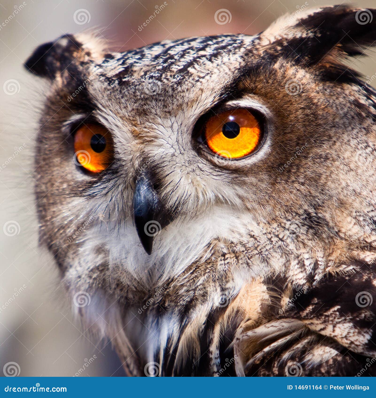 Big eagle owl in closeup stock photo. Image of head, pupils - 14691164