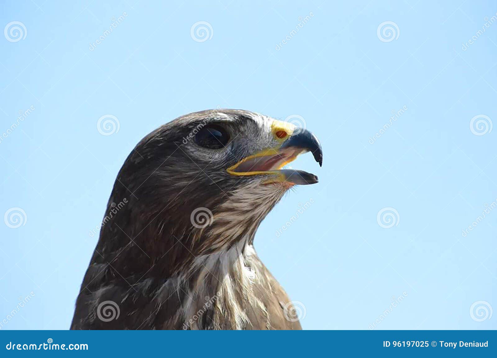Big eagle on a rapacious stock image. Image of bird, outside - 96197025