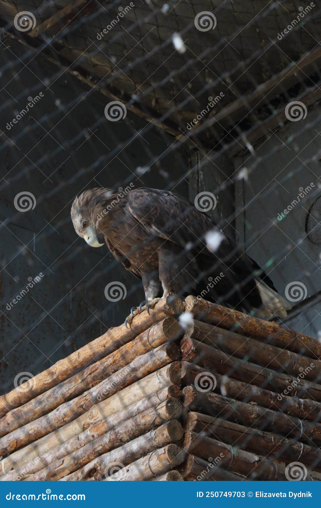 A Big Eagle in the Zoo. the Bird is a Predator. Beautiful Feathers ...