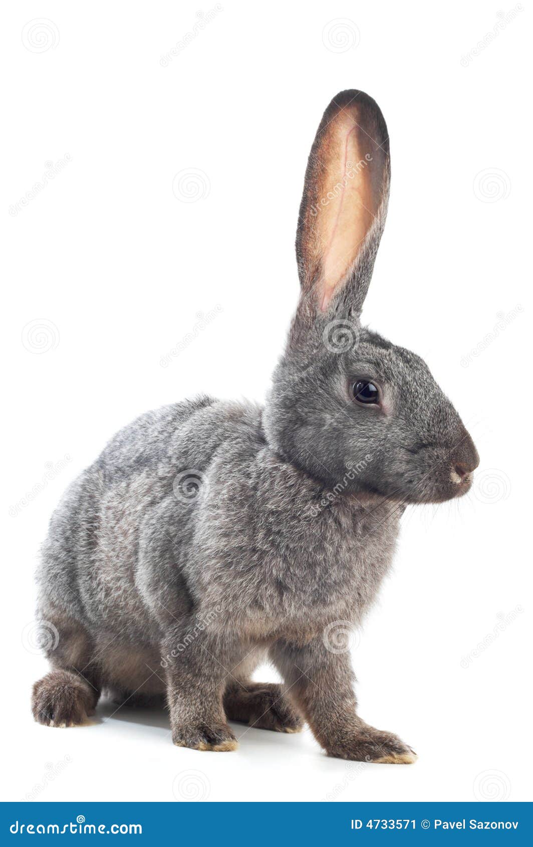 Big ear stock image. Image of white, funny, rodent, grey - 4733571