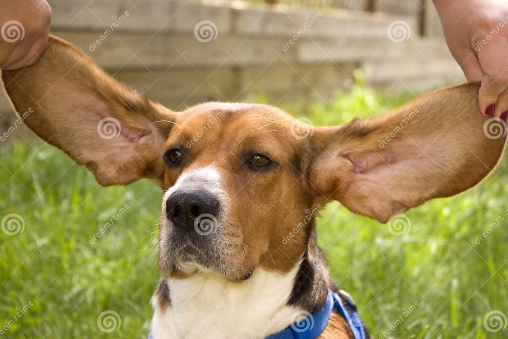 Big Ear Beagle stock image. Image of hunting, hound, companion - 5569693
