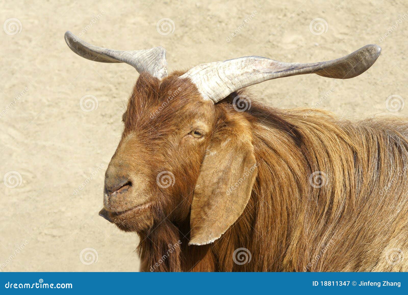 Big-ear sheep stock image. Image of sheeps, male, single - 18811347