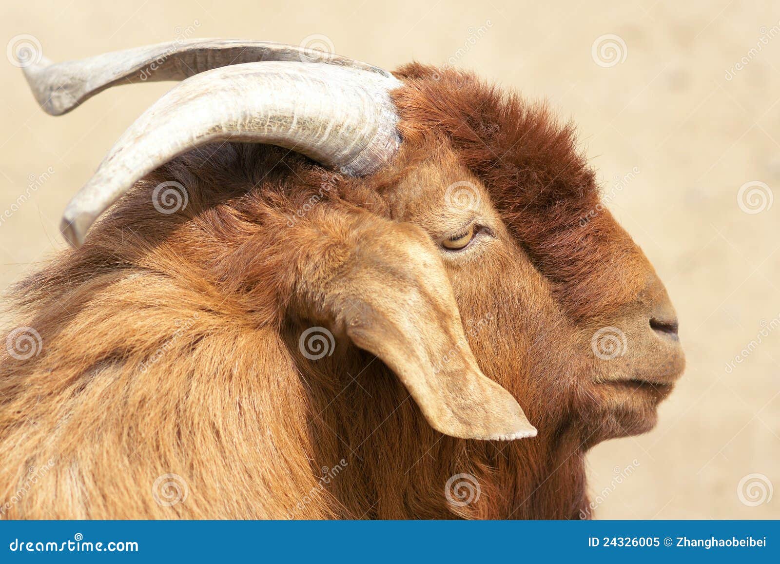 Big ear sheep stock image. Image of mammal, animals, close - 24326005