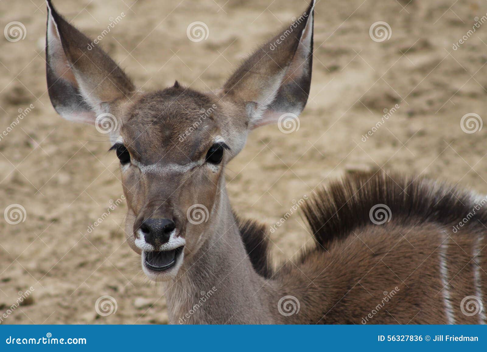 Big Eared Antelope stock photo. Image of mammal, whitestriped - 56327836