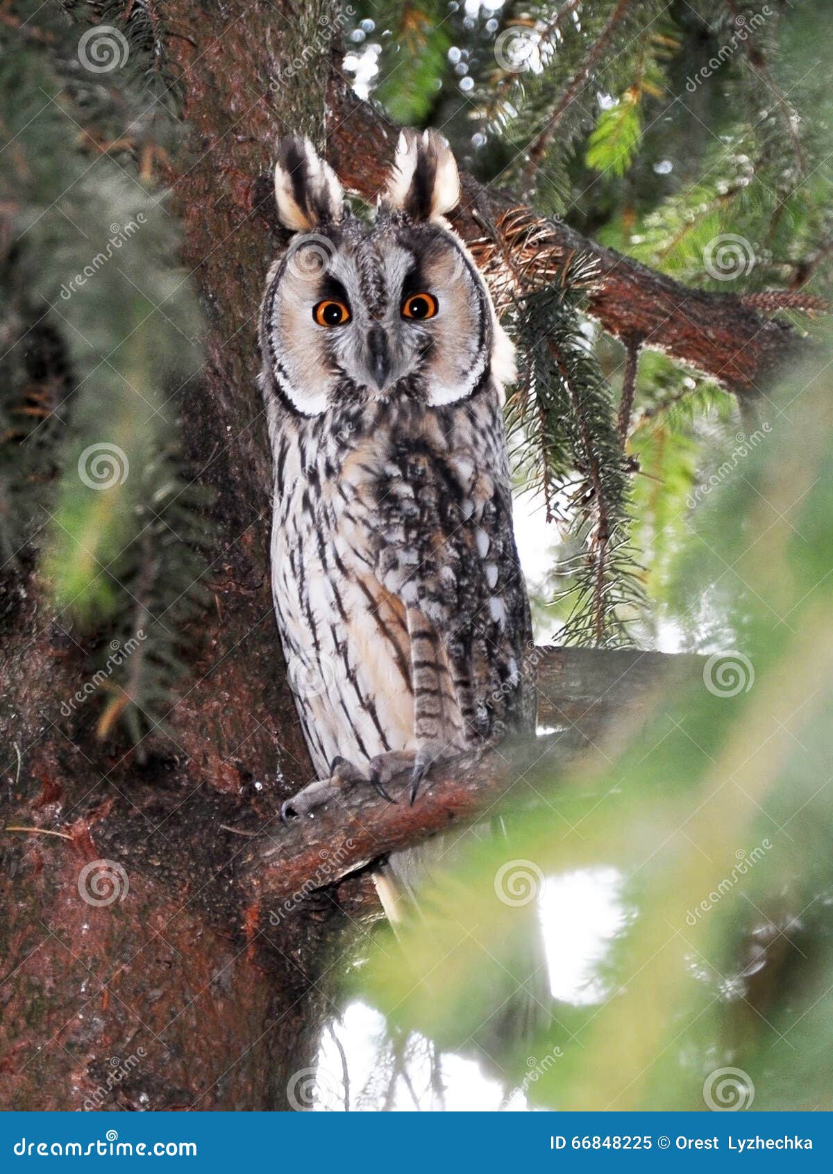 Big eared Owl stock image. Image of forest, great, predator - 66848225