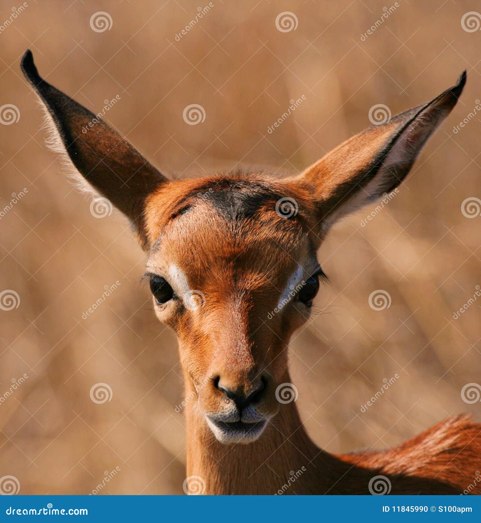 Big ears stock photo. Image of prey, antelope, large - 11845990