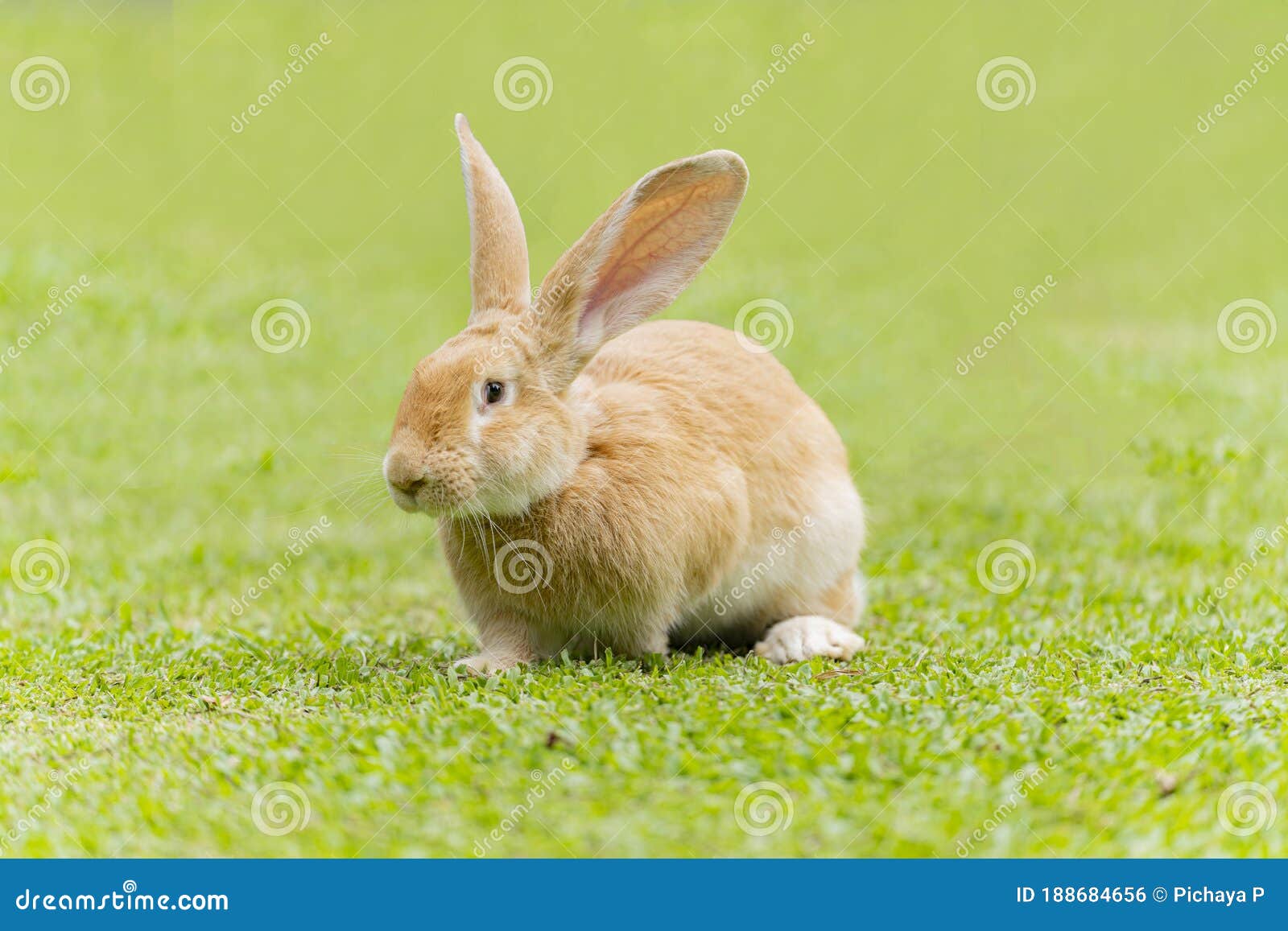 Big Ears Rabbit Walks Around on Grass. Close Up Bunny Rabbit on Front ...