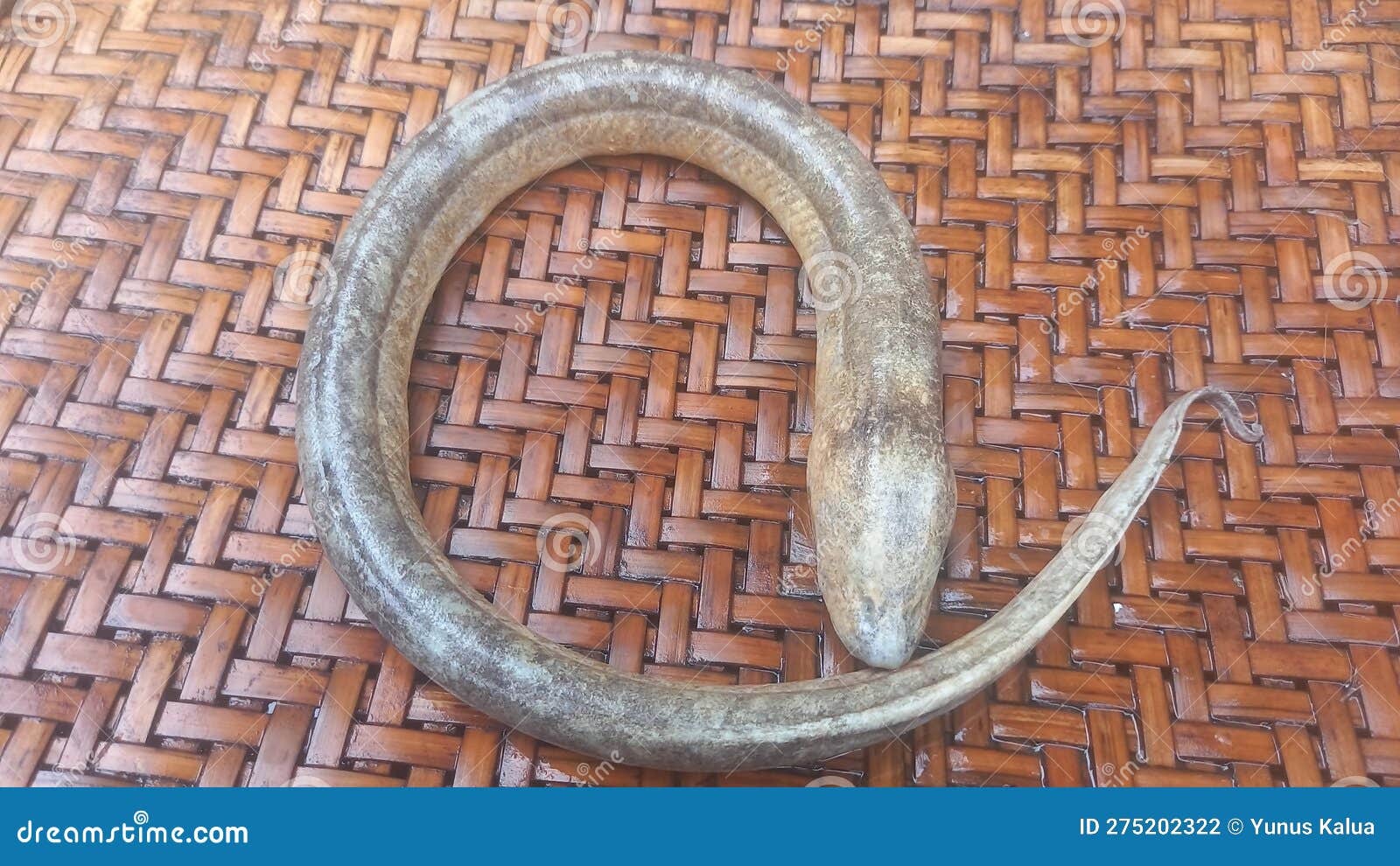 Big eel stock photo. Image of food, smooth, water, bigeel - 275202322