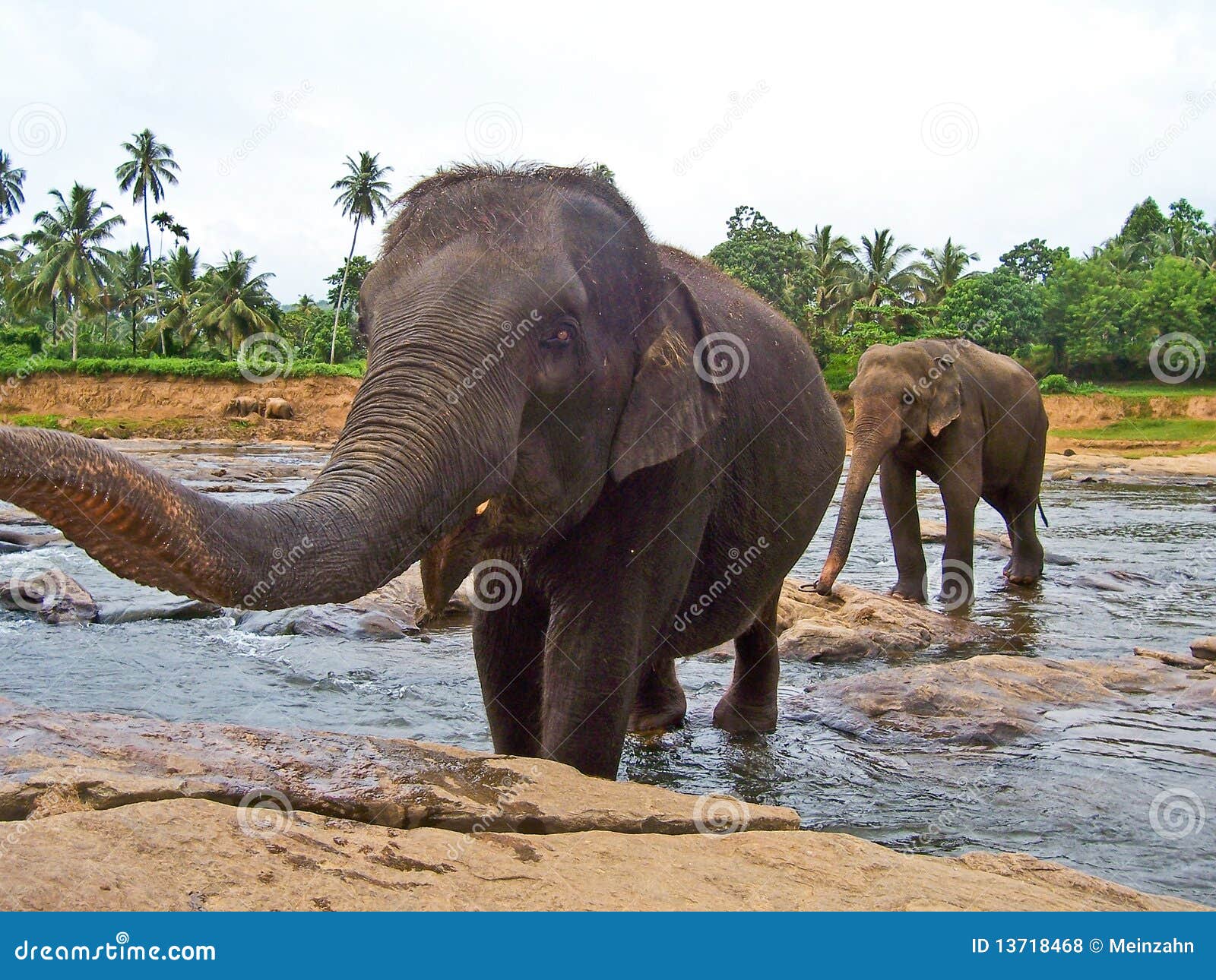 Big elefant shows trunk stock photo. Image of animals - 13718468