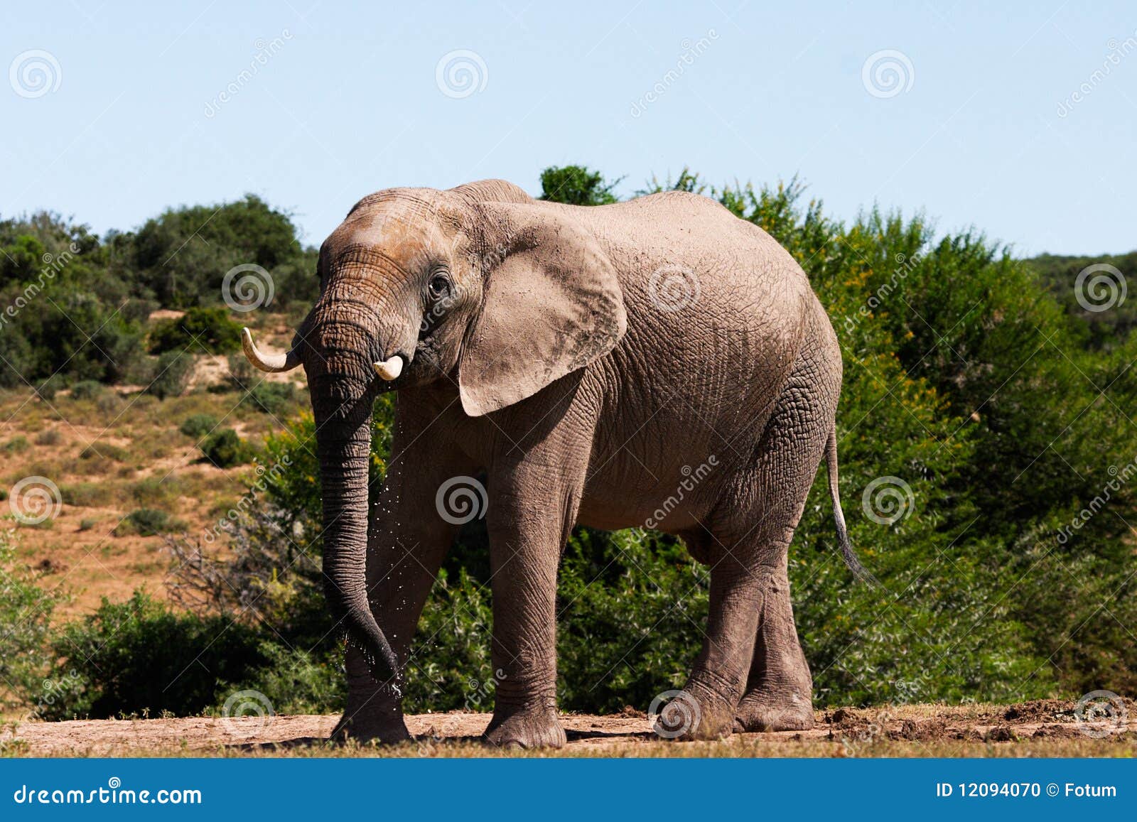 Big elephant stock photo. Image of pasture, africa, elephant - 12094070