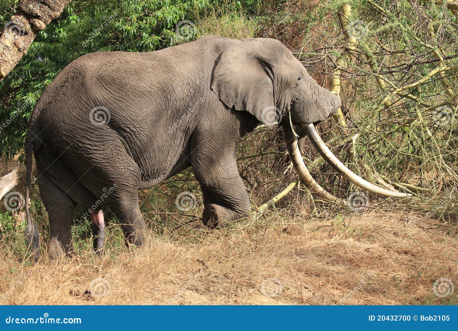 Big Elephant stock photo. Image of ivory, eyes, ngoro - 20432700