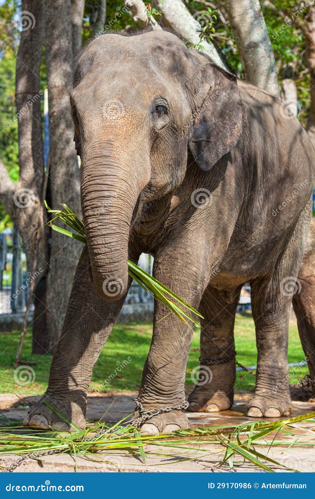 The big elephant stock photo. Image of bush, giant, national - 29170986