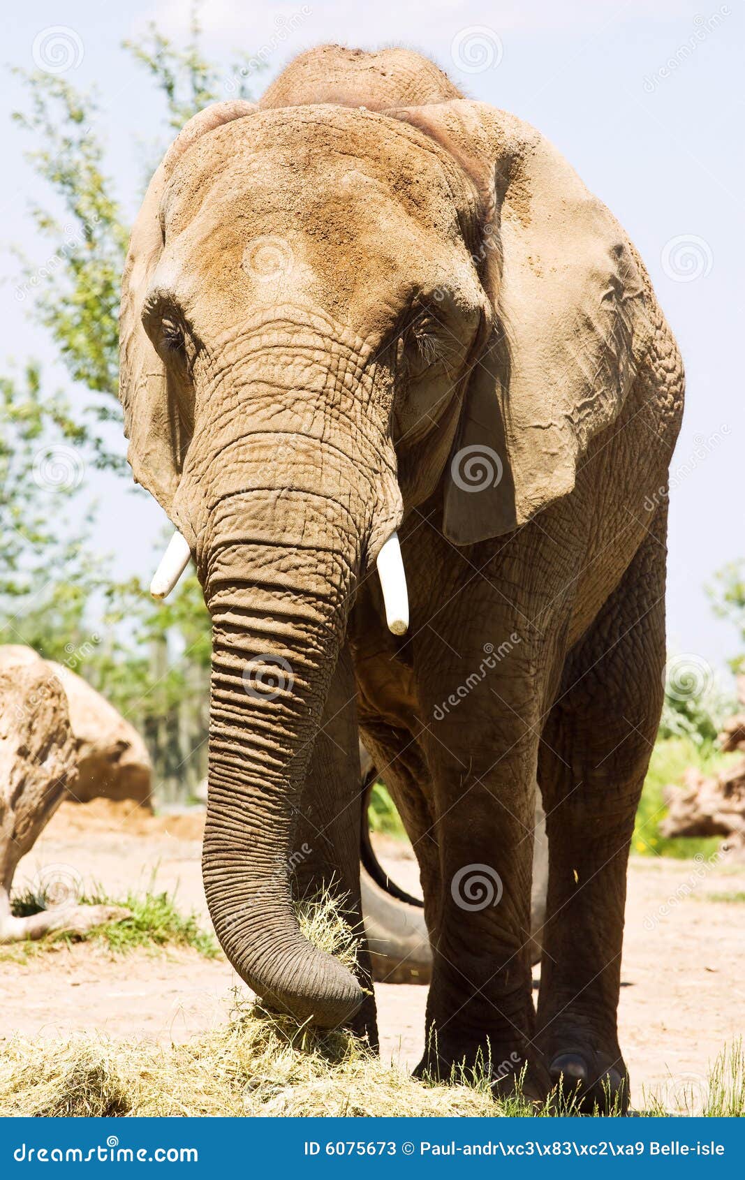 Big Elephant stock image. Image of elephant, expedition - 6075673