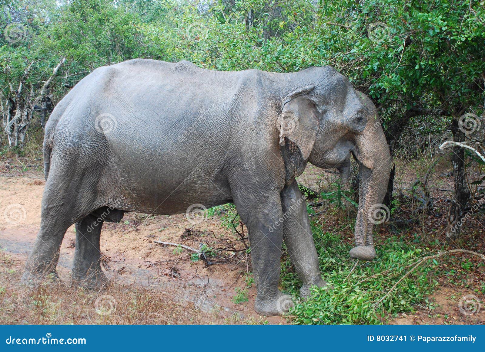 Big elephant stock image. Image of grandly, animals, nature - 8032741