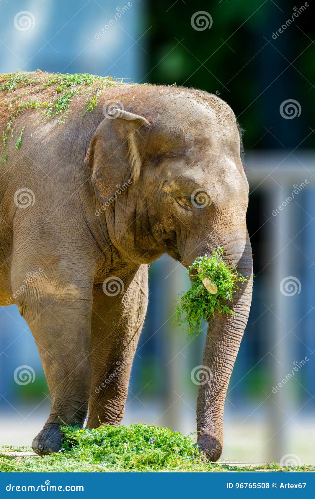 Animal Eating Tree Stock Photography | CartoonDealer.com #58930532