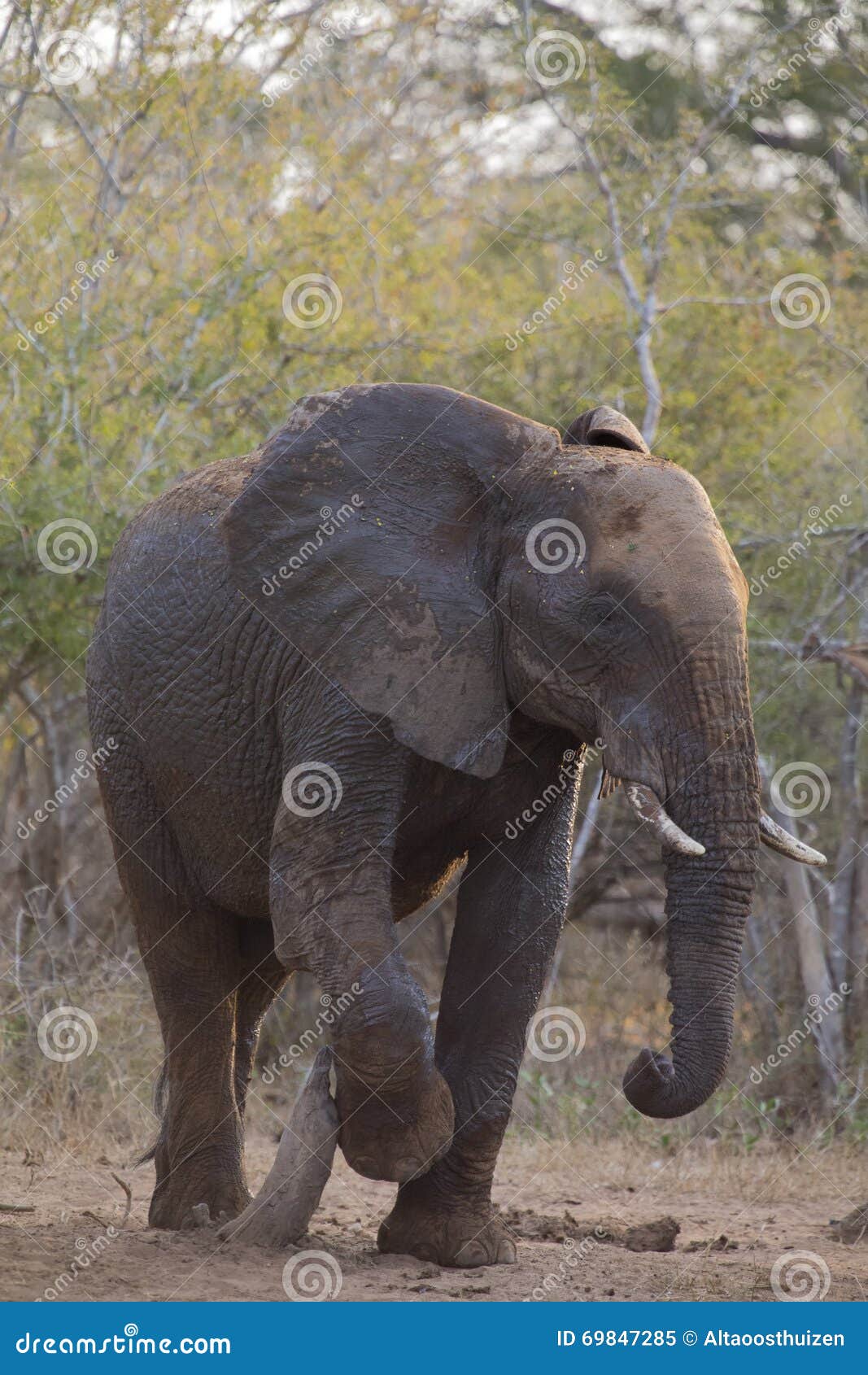 Big Elephant Approaching Along a Road Tusks Trunk Stock Image - Image ...