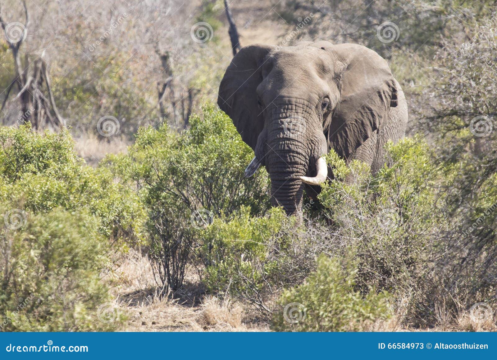 Big Elephant Approaching a Road with Tusks Stock Image - Image of ...